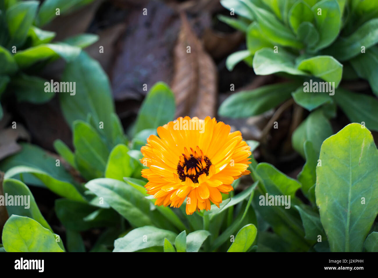 Beautiful fresh flowers in nature background Stock Photo - Alamy