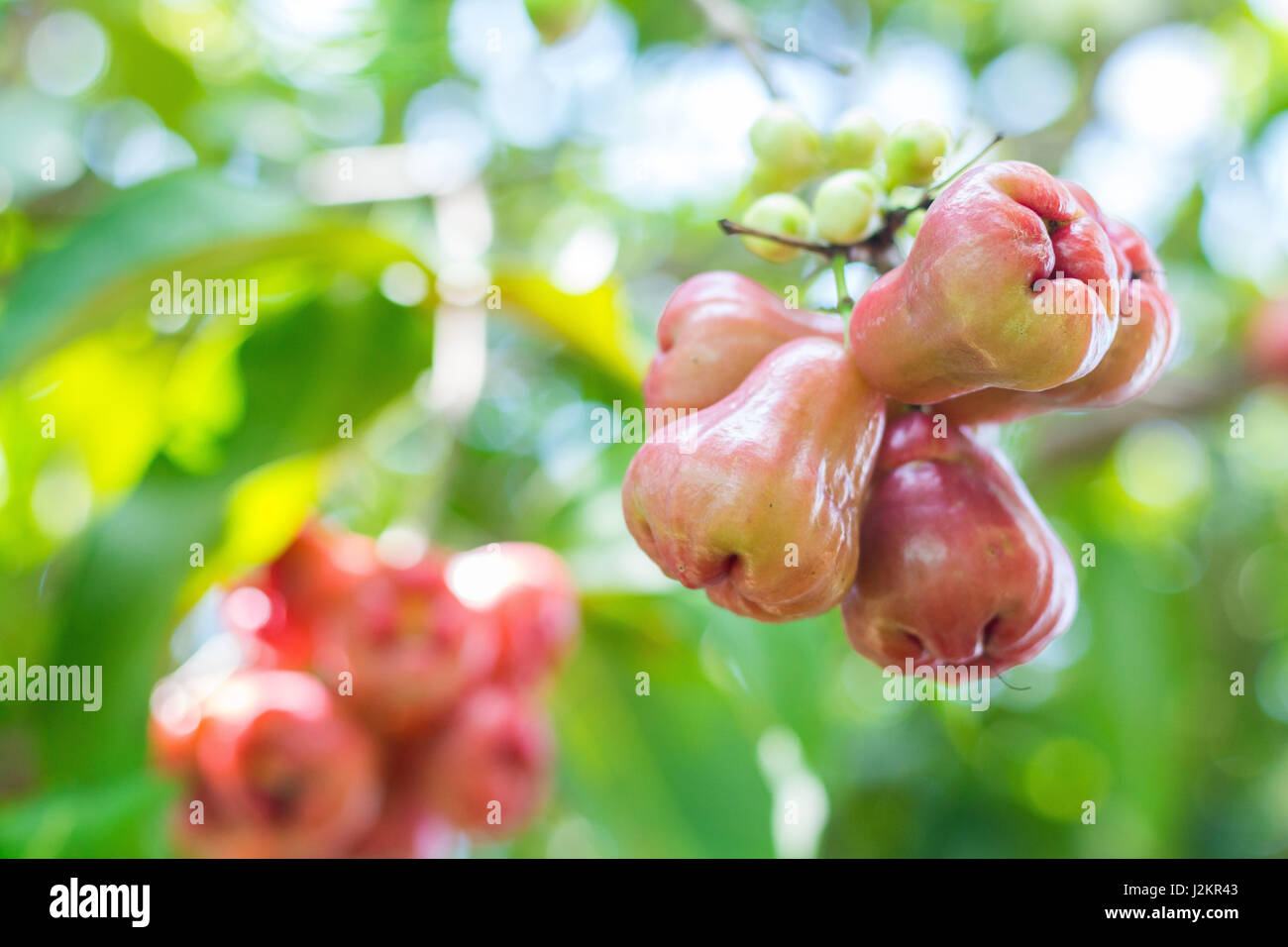 Fruit falling from tree hi-res stock photography and images - Alamy
