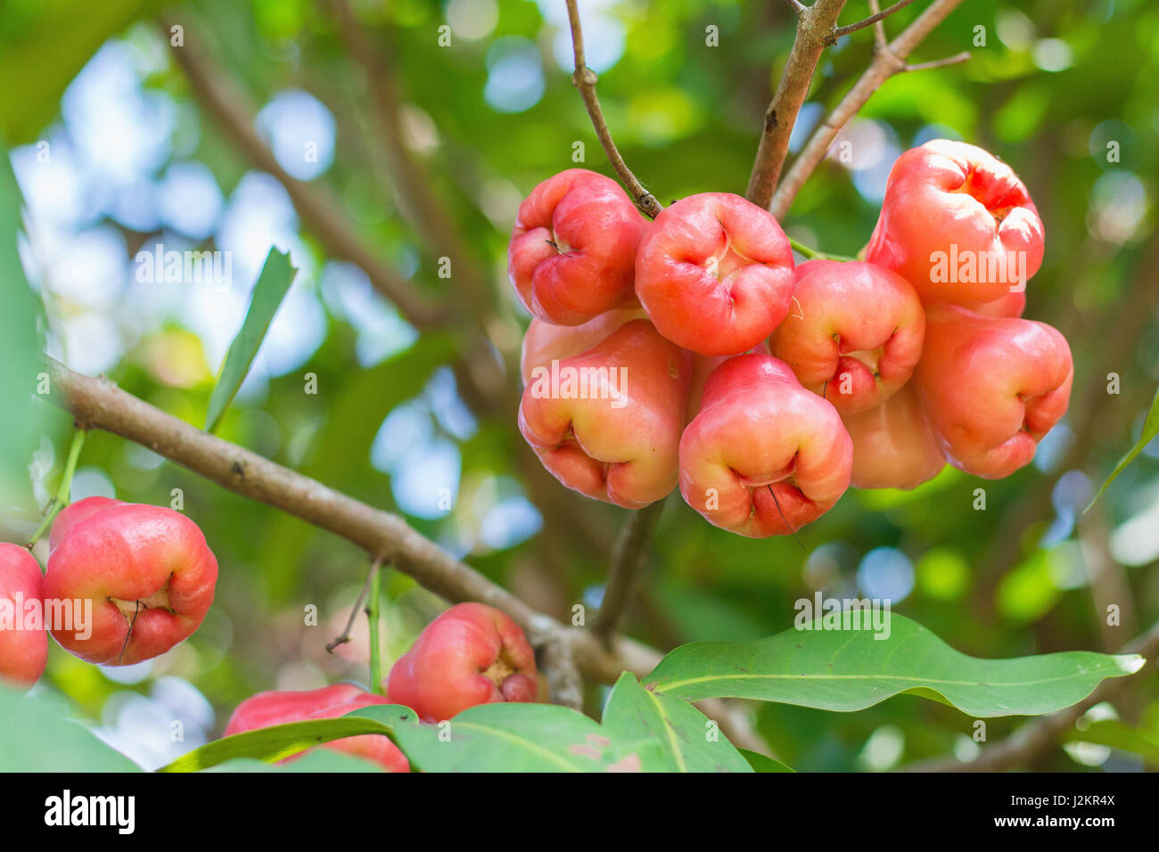 Fruit falling from tree hi-res stock photography and images - Alamy