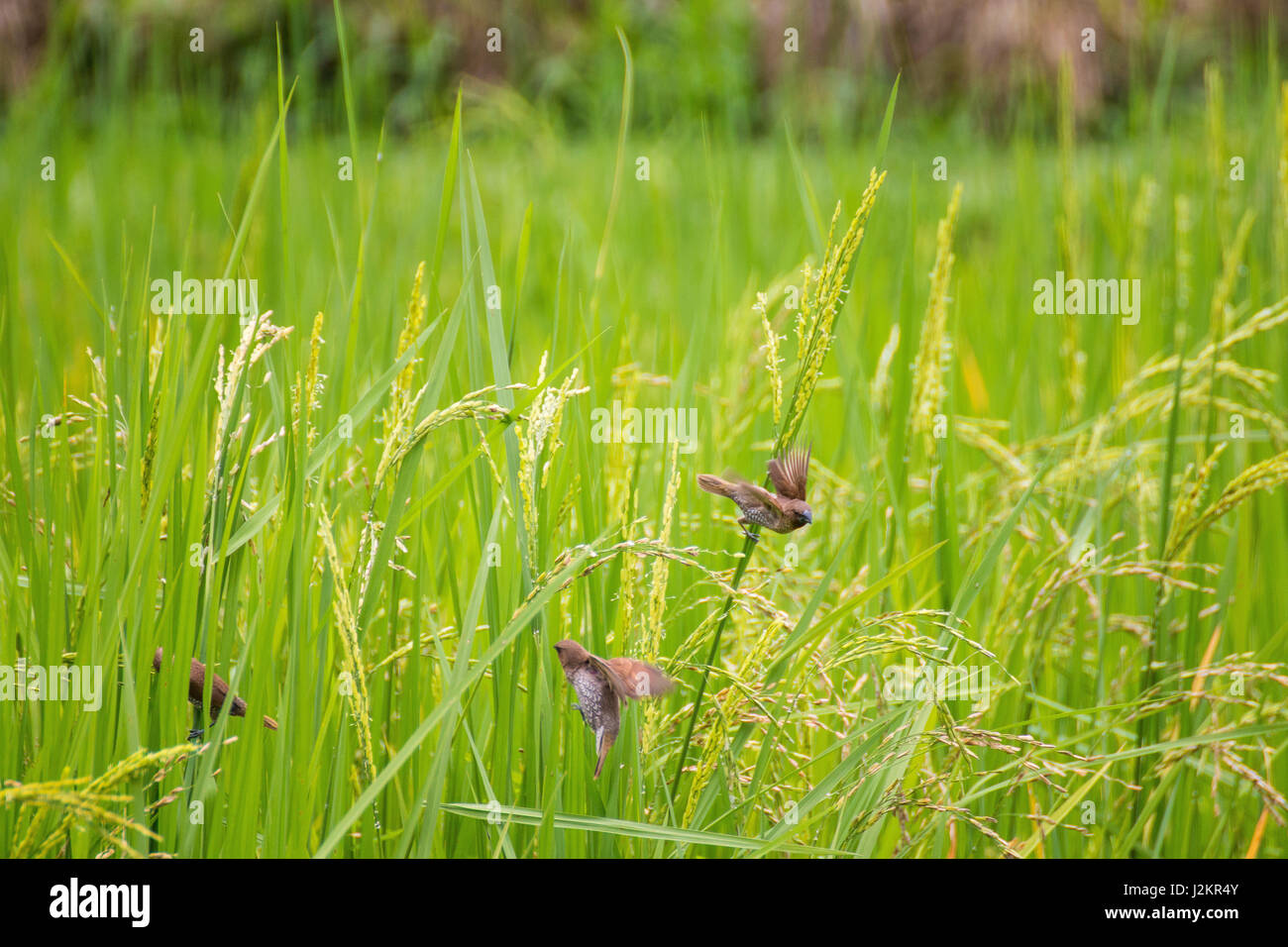 Birds eat in the rice fields The output Stock Photo - Alamy