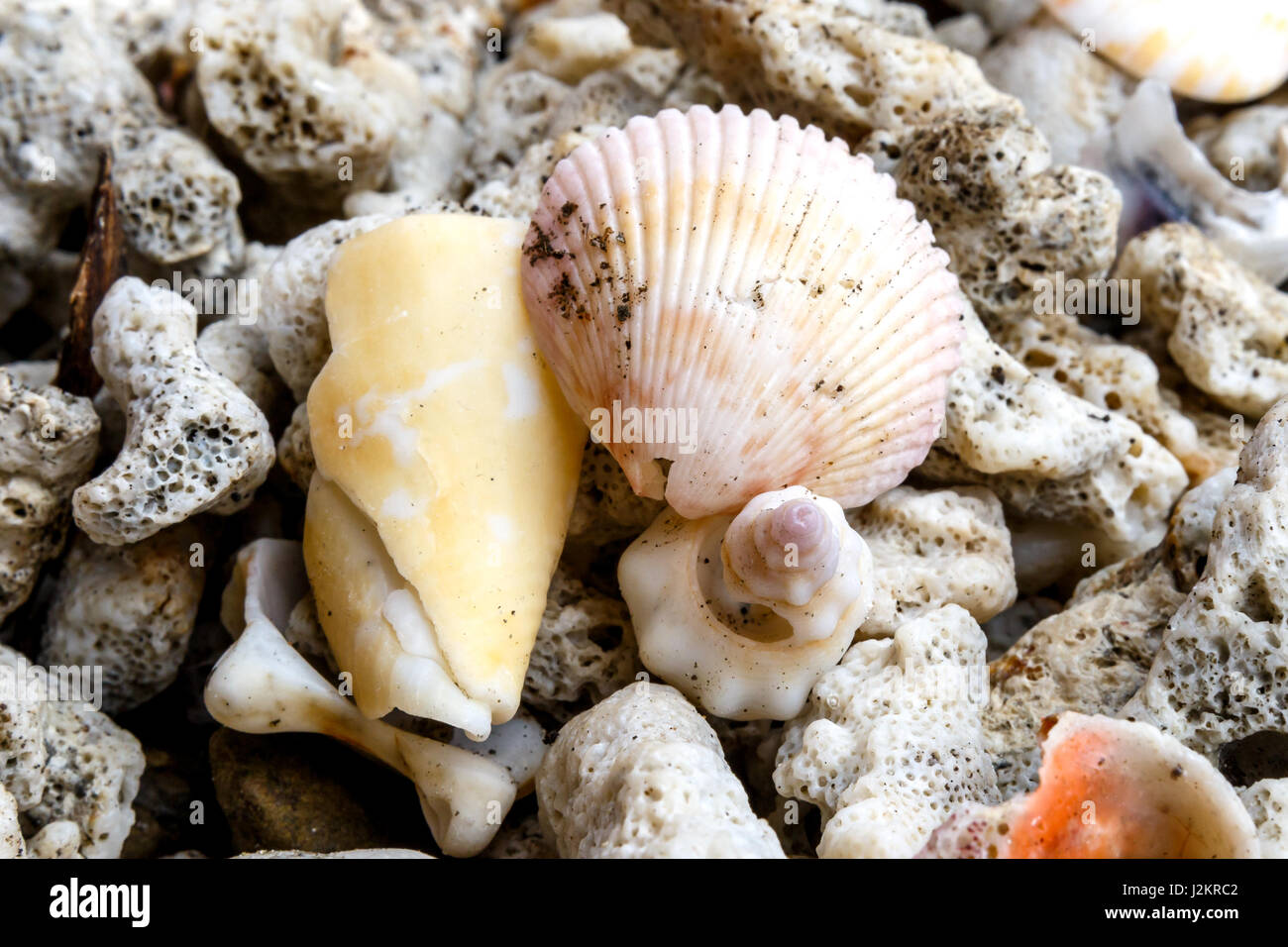Porous shells hi-res stock photography and images - Alamy