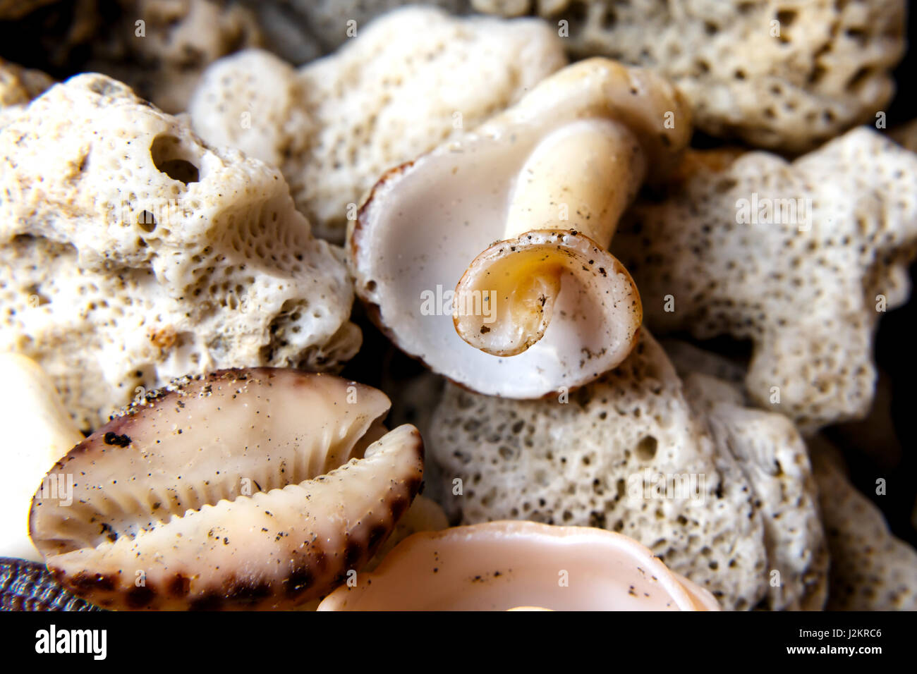 Porous shells hi-res stock photography and images - Alamy