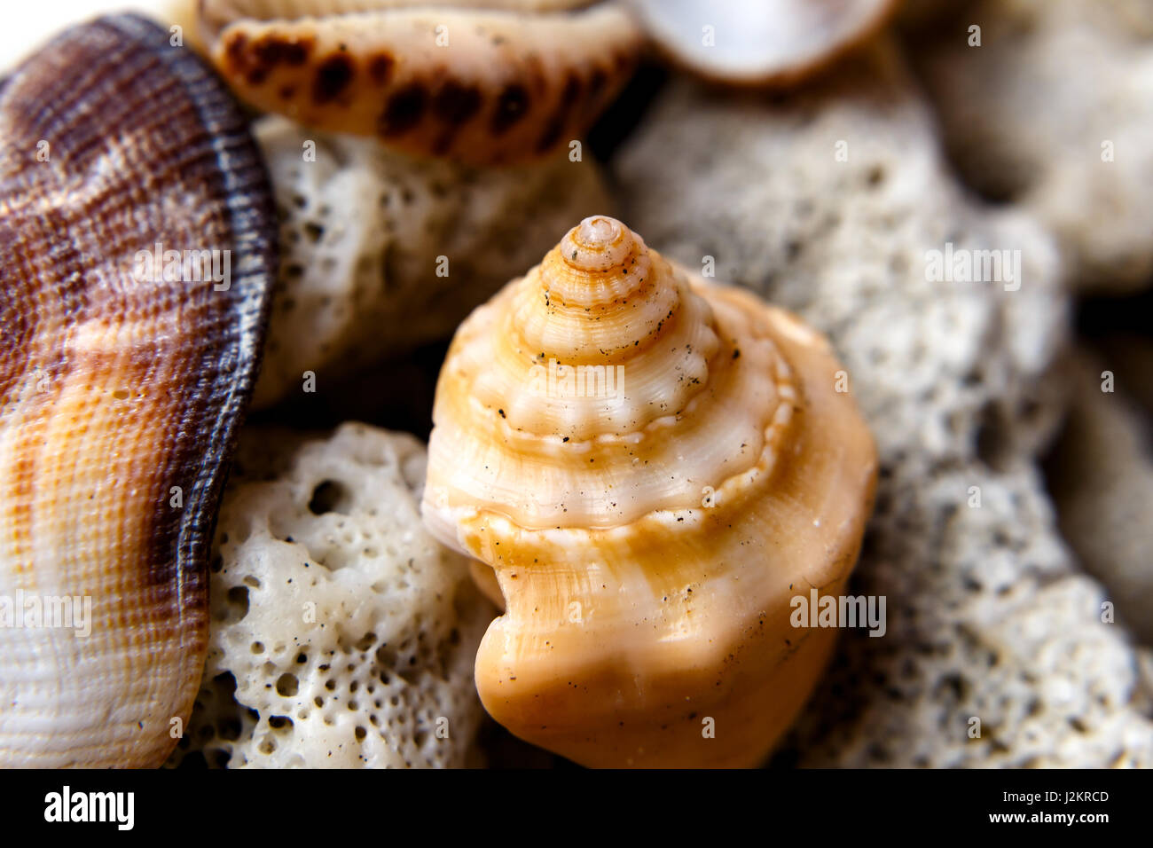 Porous shells hi-res stock photography and images - Alamy