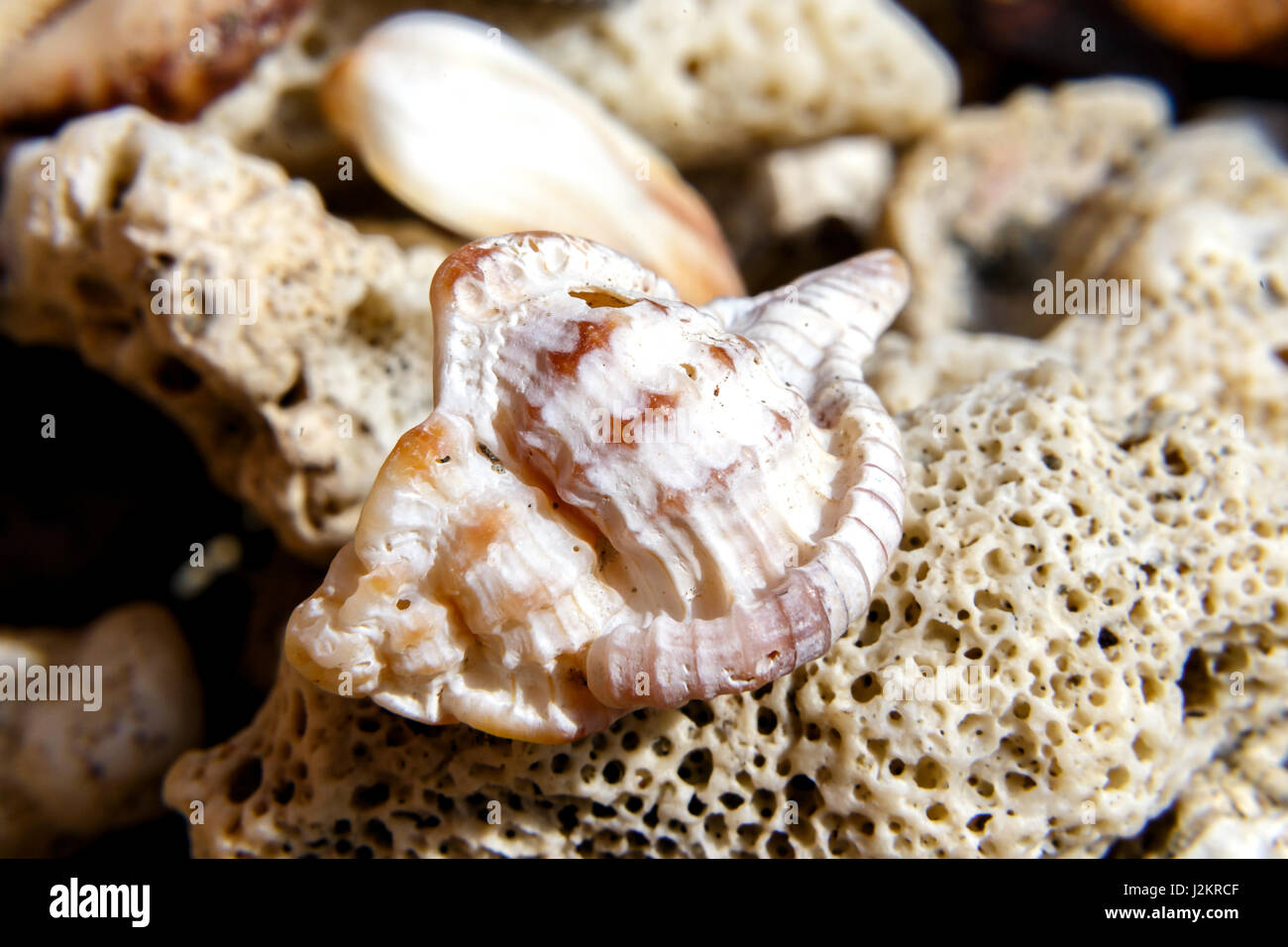 Porous shells hi-res stock photography and images - Alamy