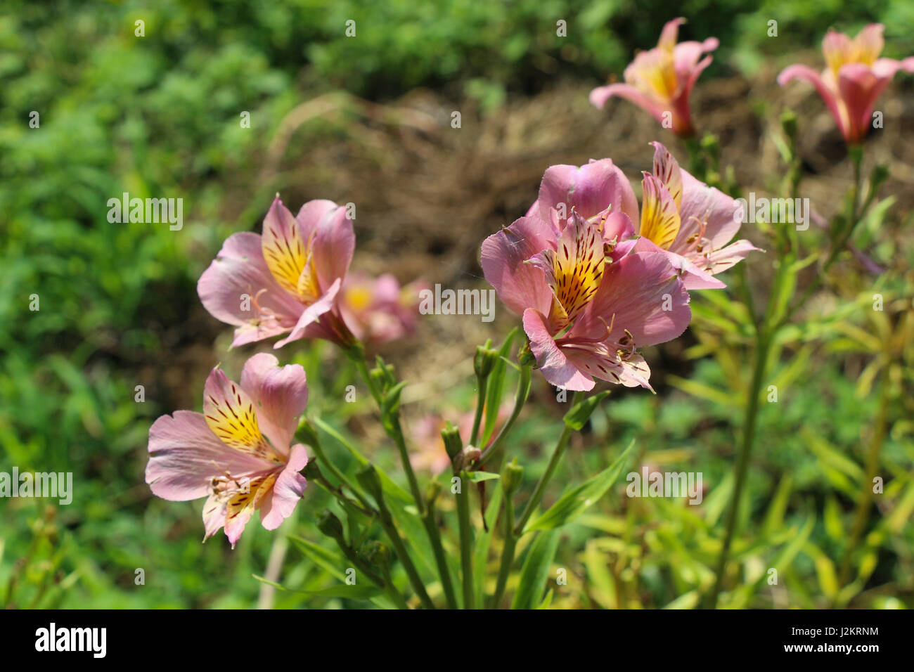 Beautiful fresh flowers as a nature background Stock Photo - Alamy