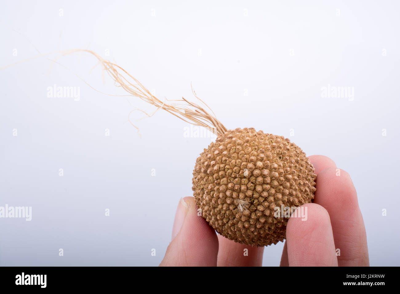 Hand holding brown pod or capsule in hand on a white background Stock ...