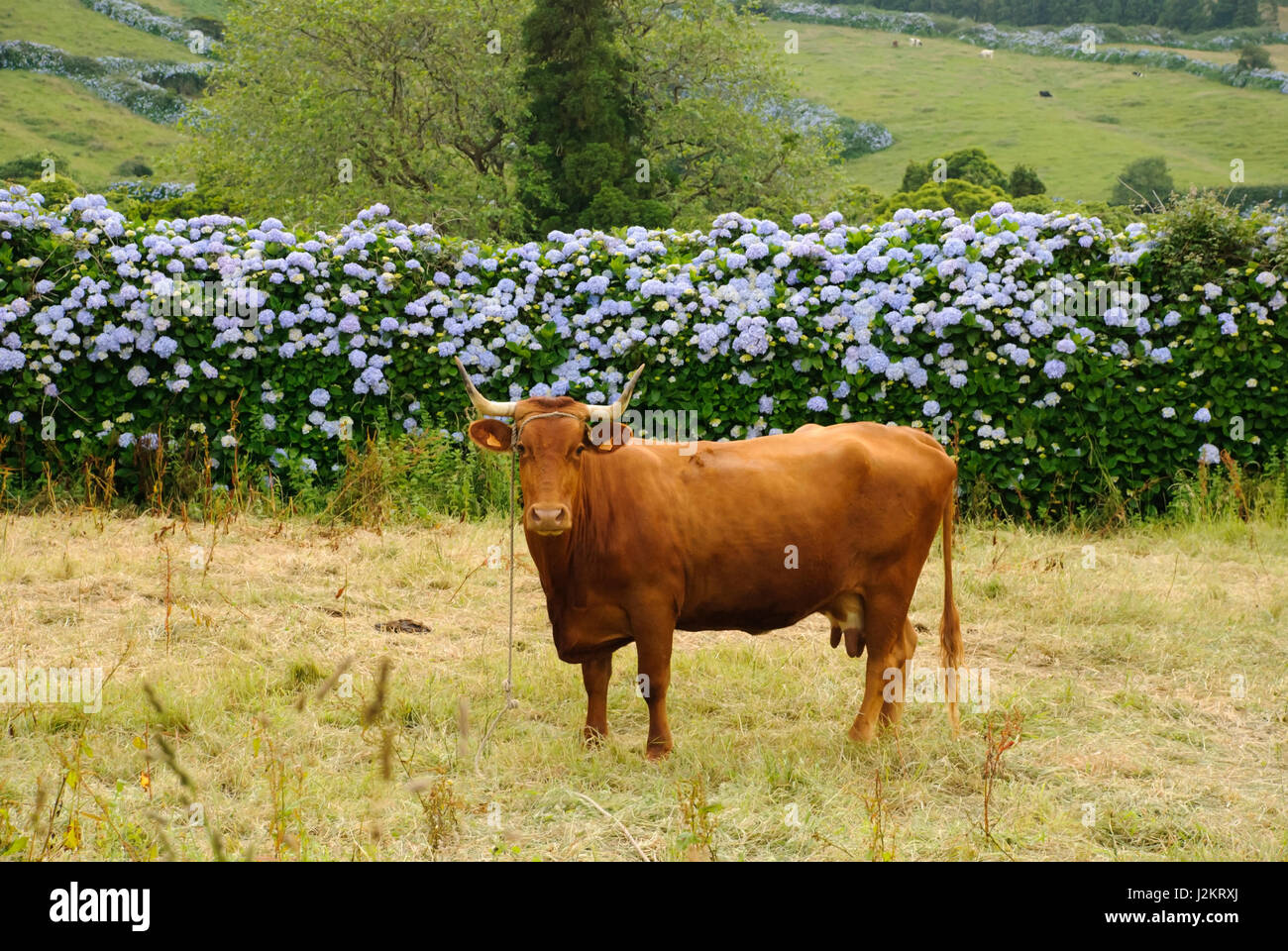 Typical azorean cow outside Stock Photo - Alamy