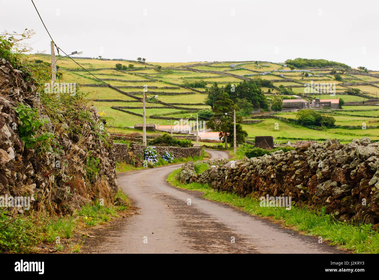 Azores hydrangea farm hi-res stock photography and images - Alamy