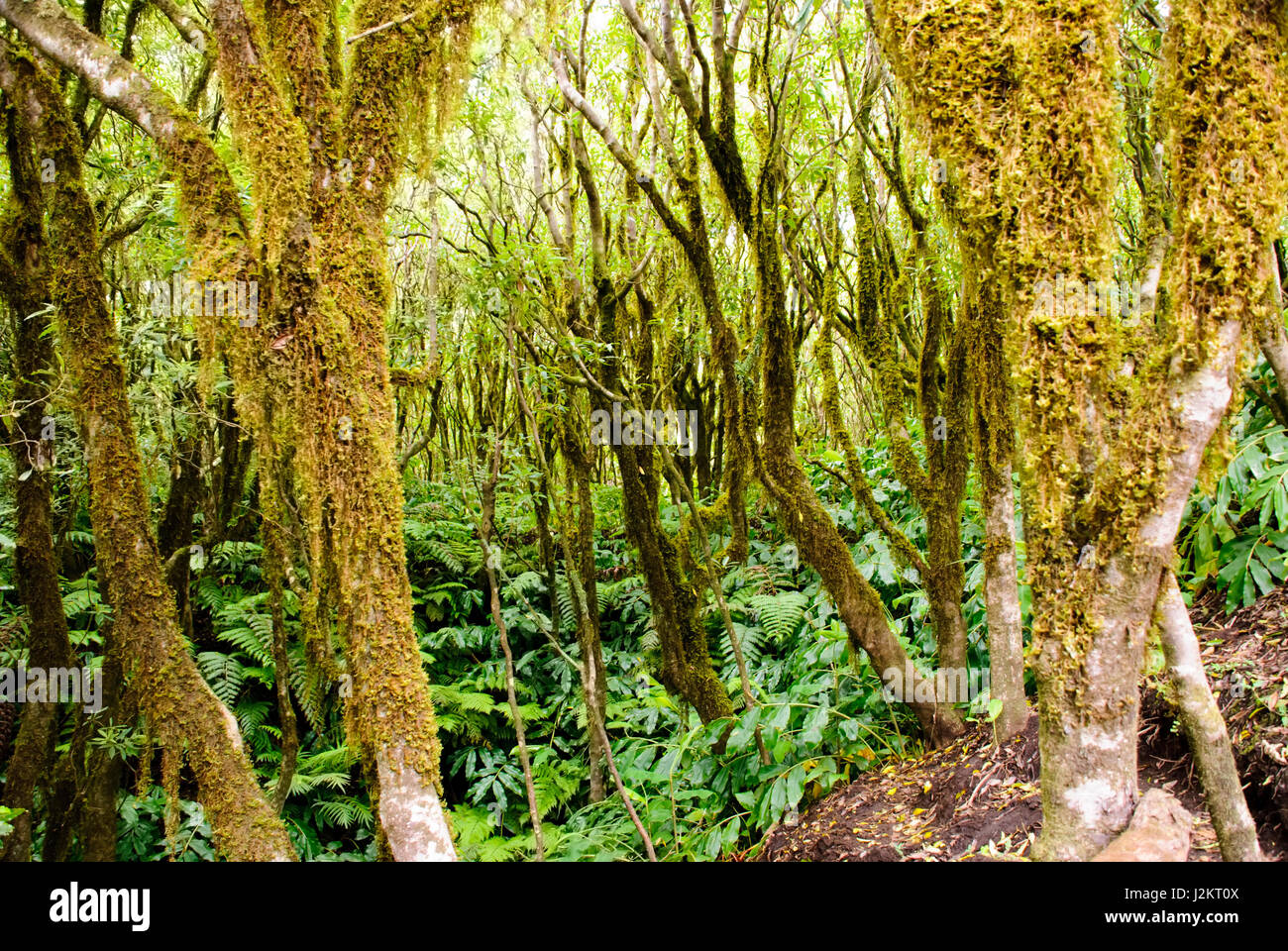 Green forest and walking path, Faial island, Azores Stock Photo - Alamy