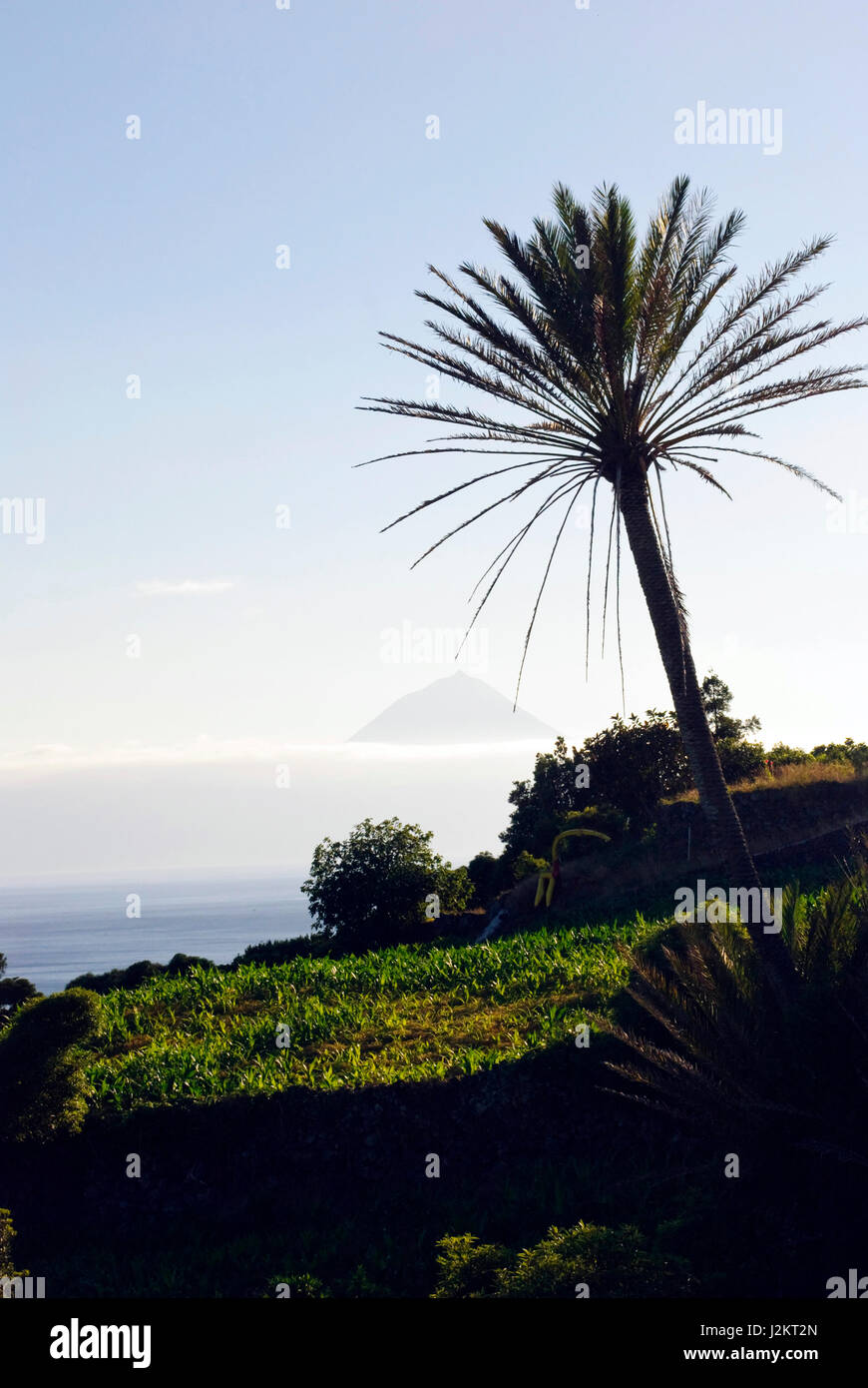 Pico mountain with tree silhouette, Azores, Portugal Stock Photo - Alamy