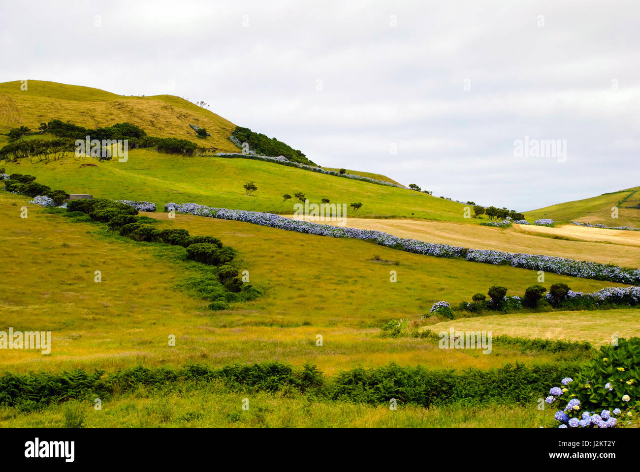 Azores green lush hi-res stock photography and images - Alamy