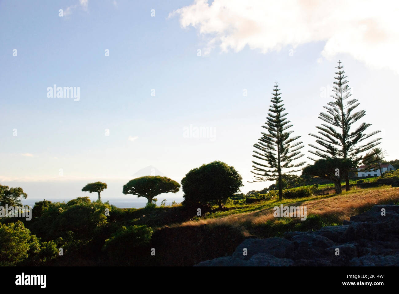 Pico mountain with tree silhouette, Azores, Portugal Stock Photo - Alamy