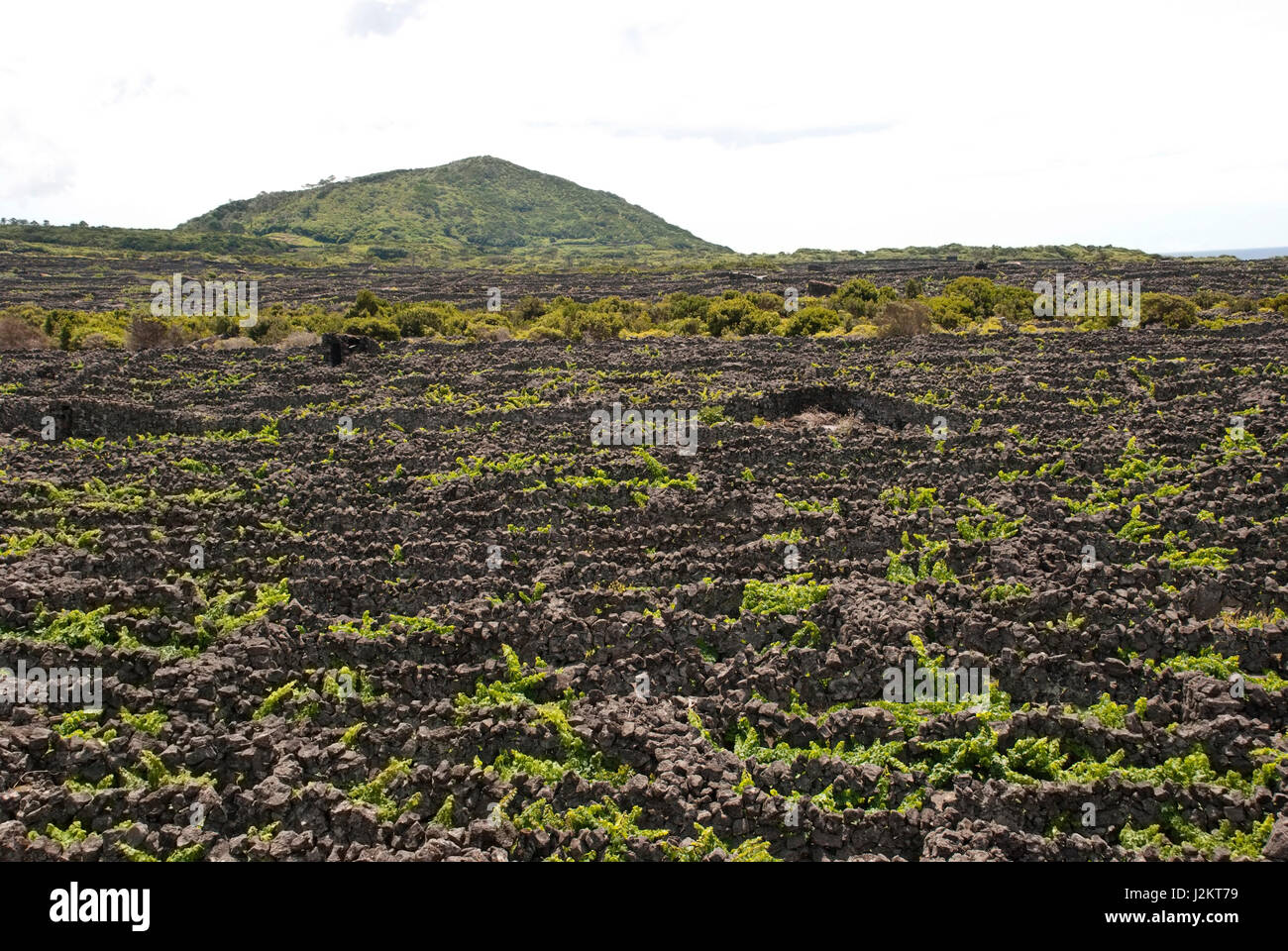 Vineyards surrounded with stone walls at Pico island, Azores are part ...