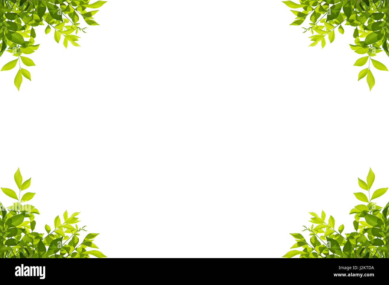 Green leaves frame isolated on white background Stock Photo - Alamy