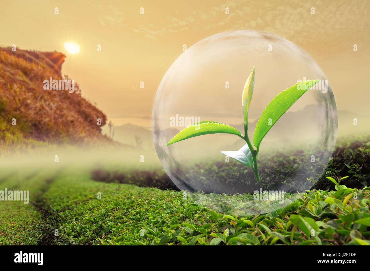 Green tea leaf organic in the bubble on Beautiful landscape and tea ...