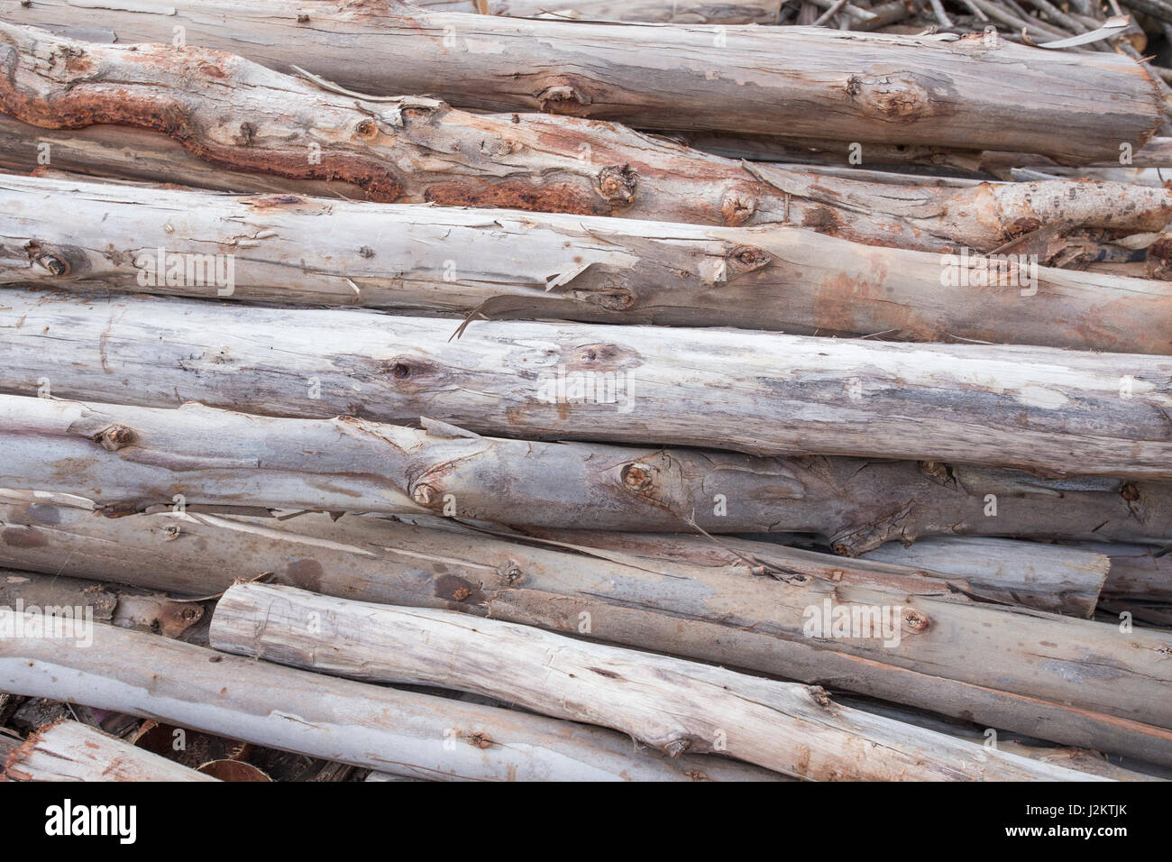Eucalyptus logs hi-res stock photography and images - Alamy