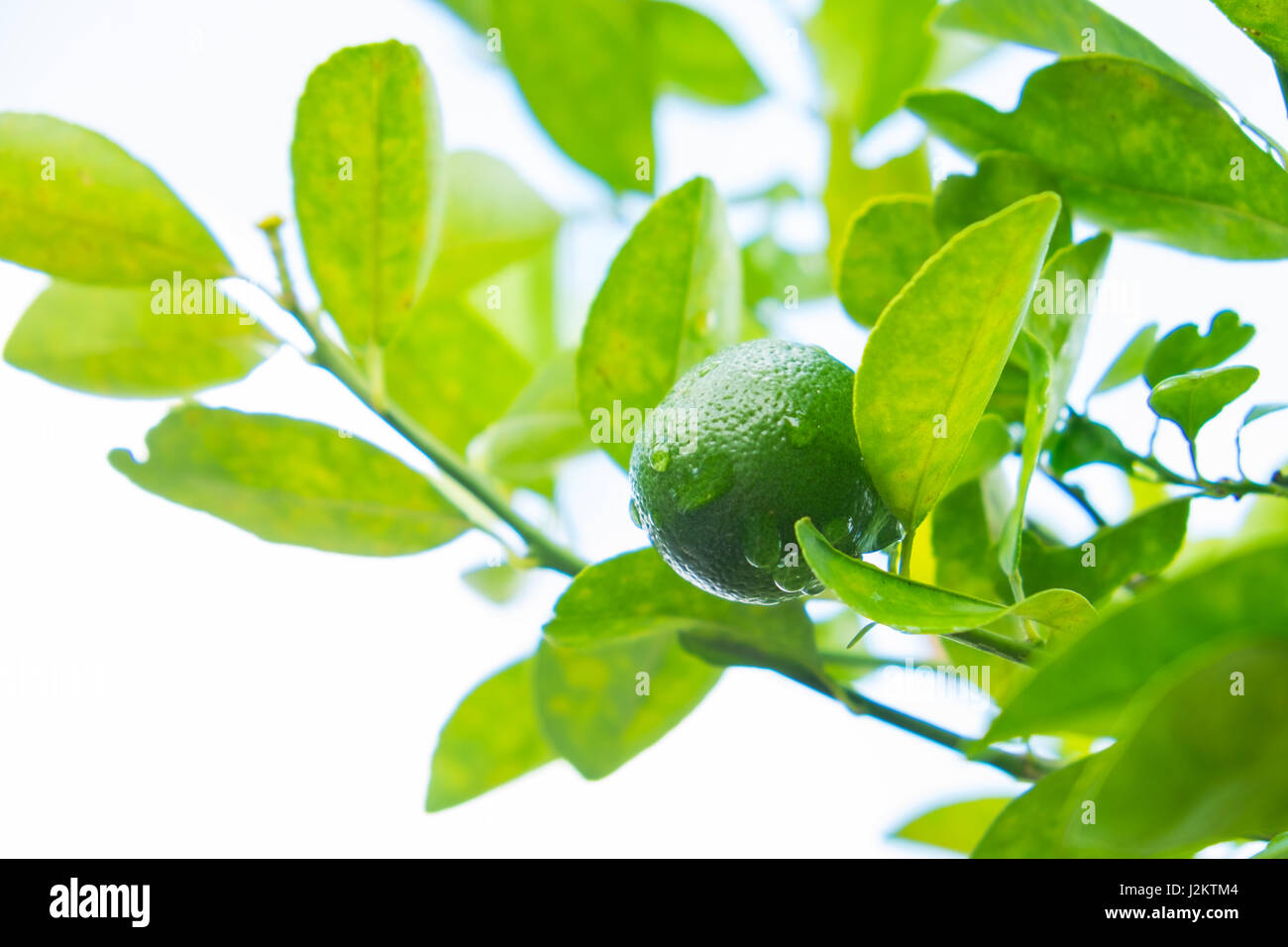 Lime tree with fruits closeup Stock Photo - Alamy