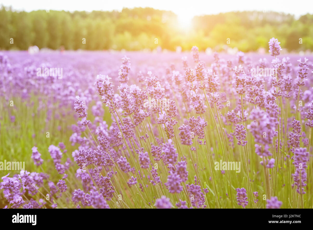 lavender flowers - Sunset over a summer purple lavender field . Bunch ...