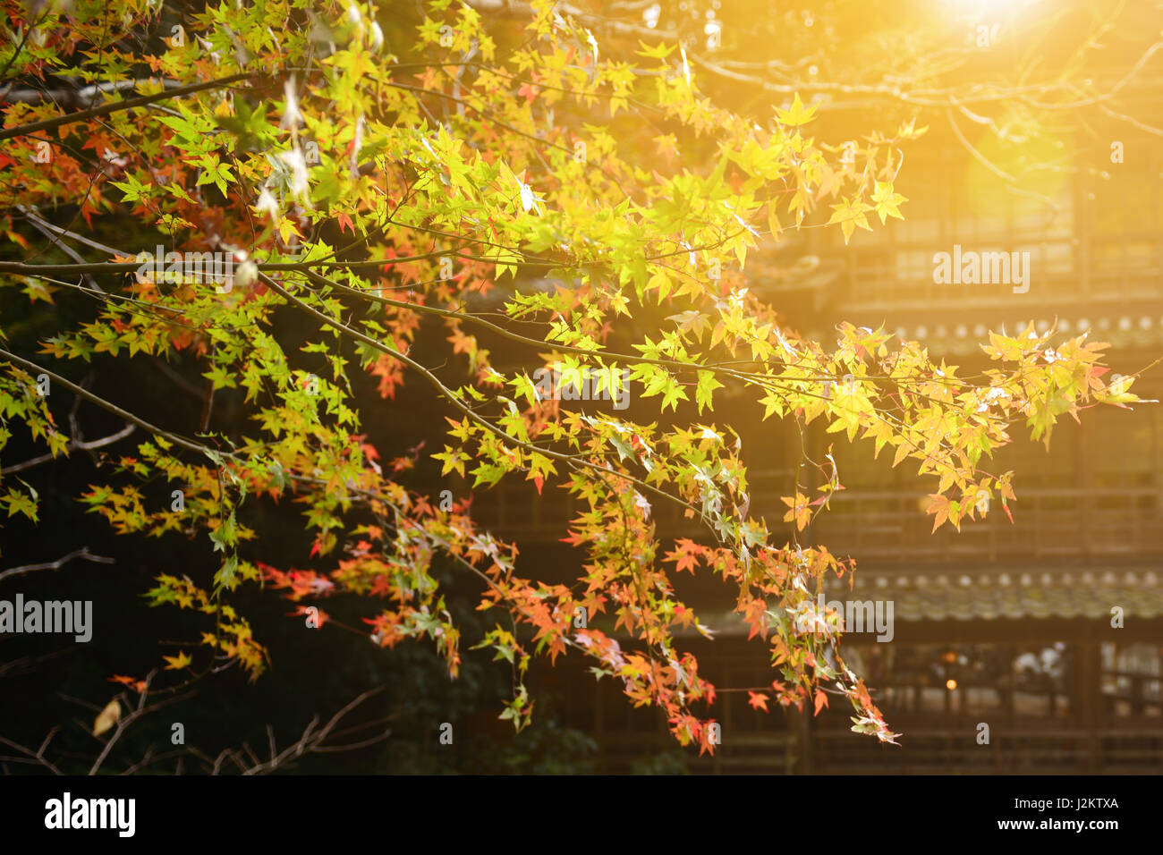 The beautiful autumn color of Japan maple leaves on tree with morning ...