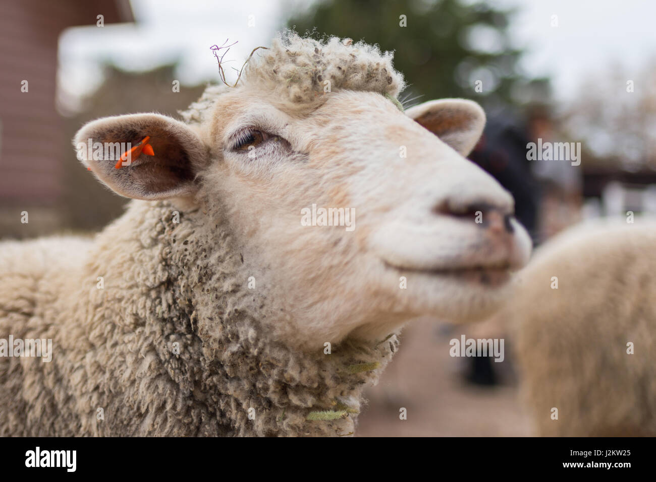 Sheep head close up. Farm animals Stock Photo - Alamy