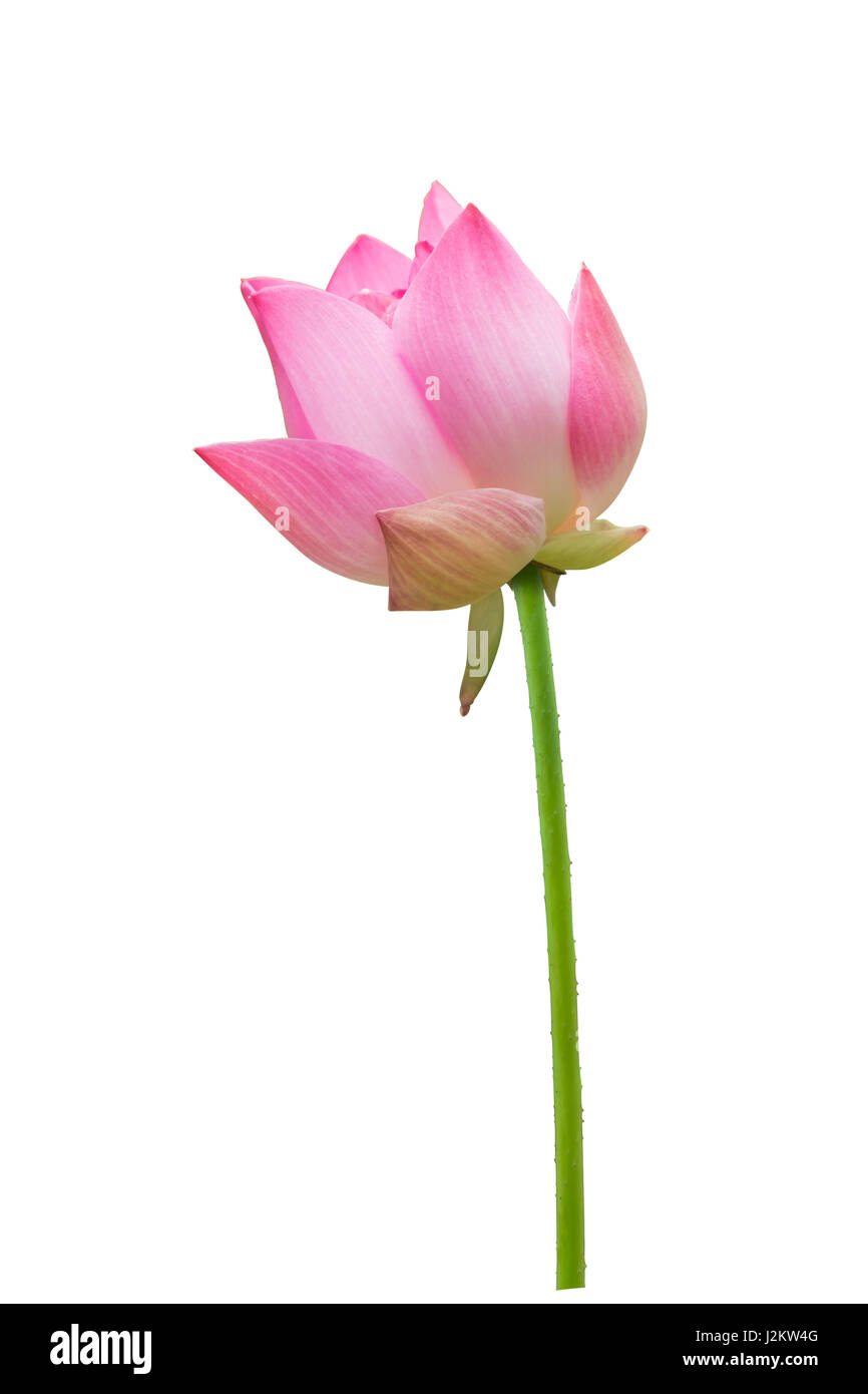 Beautiful lotus(Single lotus flower) isolated on white background ...