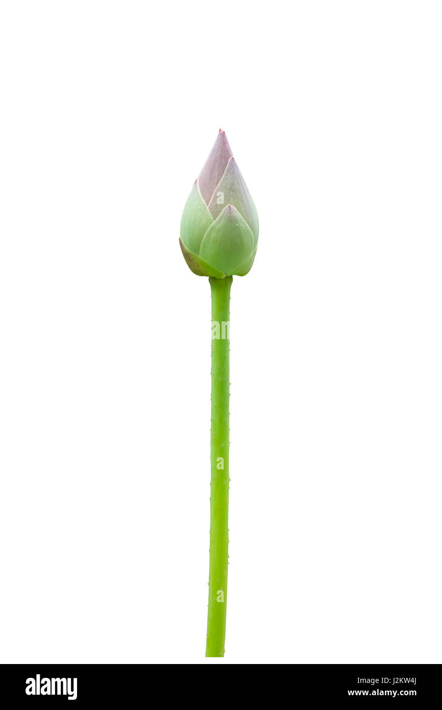 Lotus flower bud isolated on white background. Clipping paths included ...