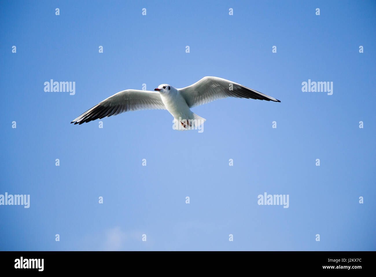Seagull is flying in sky over the sea waters Stock Photo - Alamy