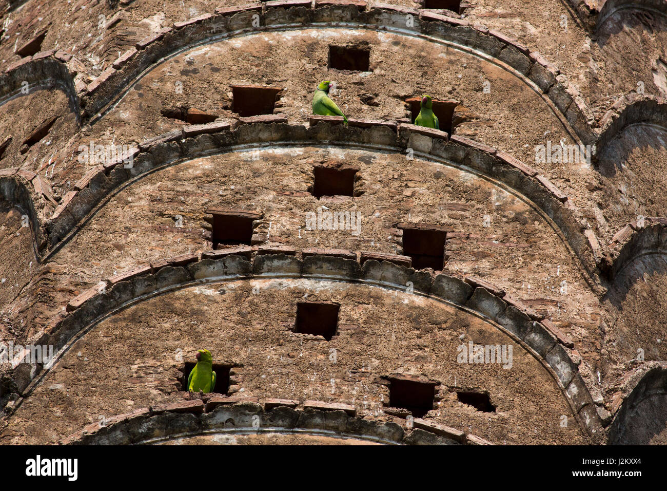 Tia pakhi hi-res stock photography and images - Alamy