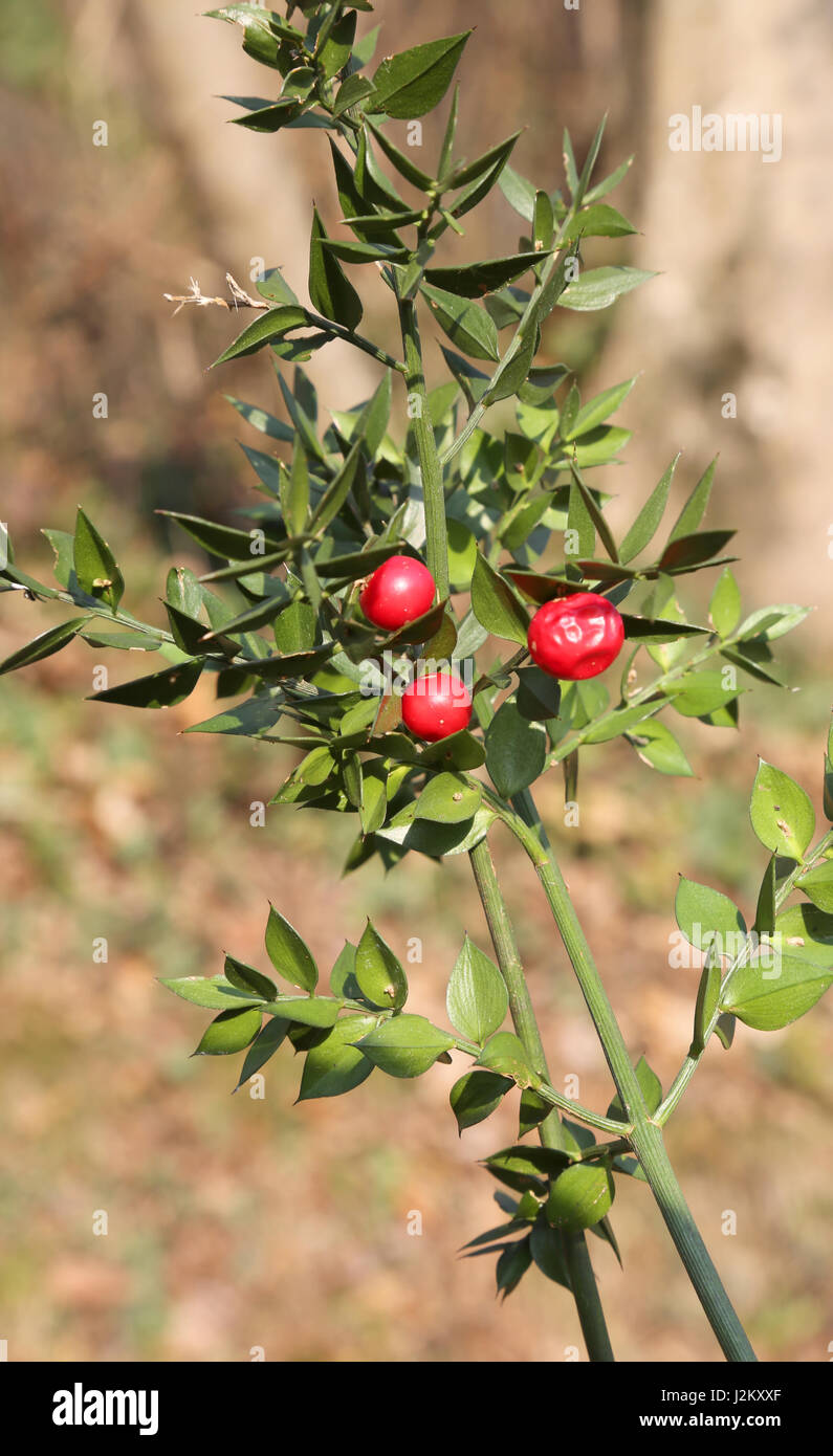 aculeatus plant with three red berries in winter Stock Photo - Alamy