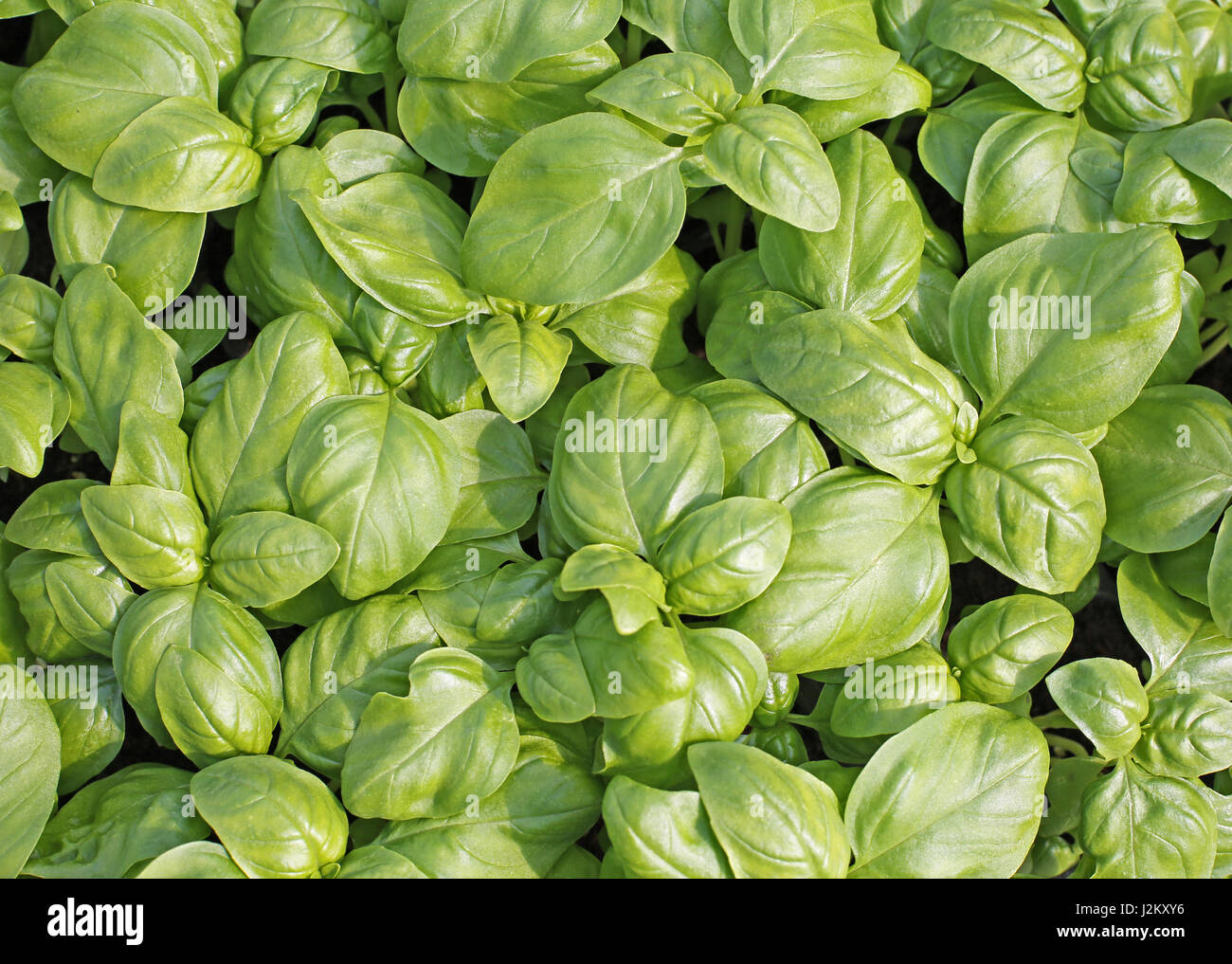 green leaves of fresh basil is the typical aromatic plant of ...
