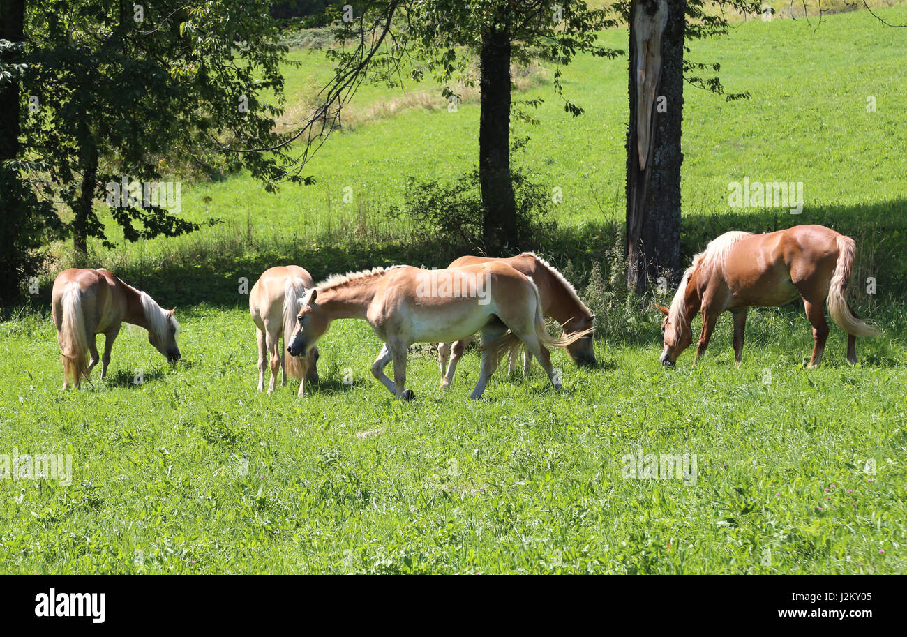 Five horses in ranch hi-res stock photography and images - Alamy