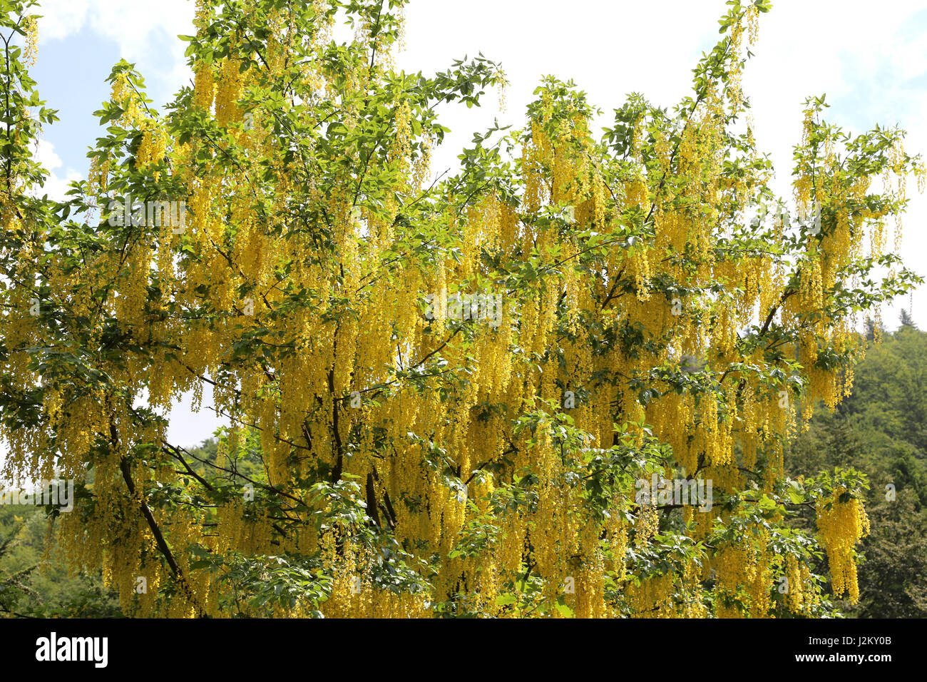 amazing big tree laburnum also called golden chain or golden rain with ...