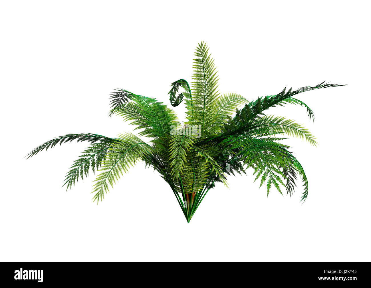 3D rendering of a giant fern plant isolated on white background Stock ...