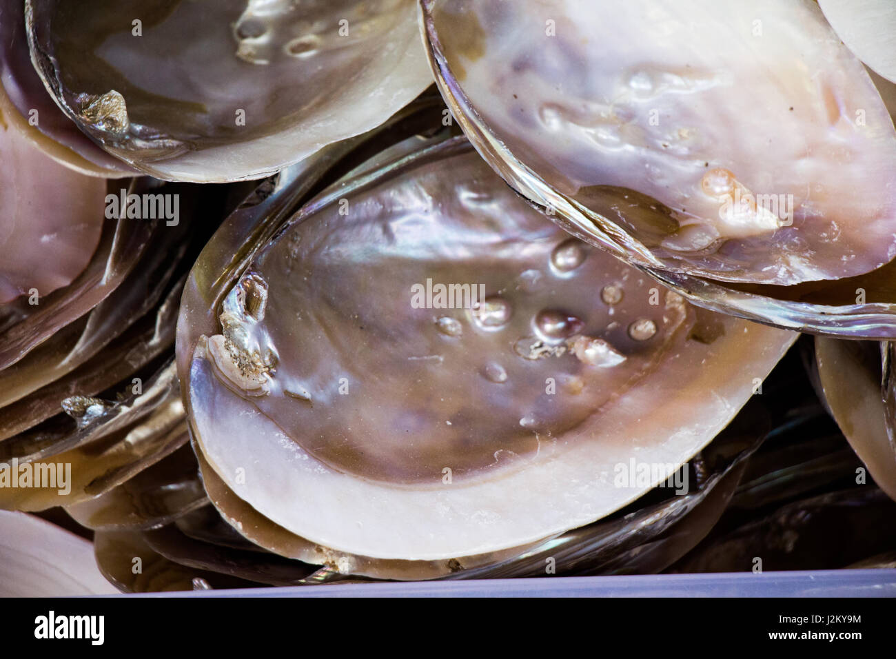 Pile of little seashells stocked in a basket Stock Photo - Alamy