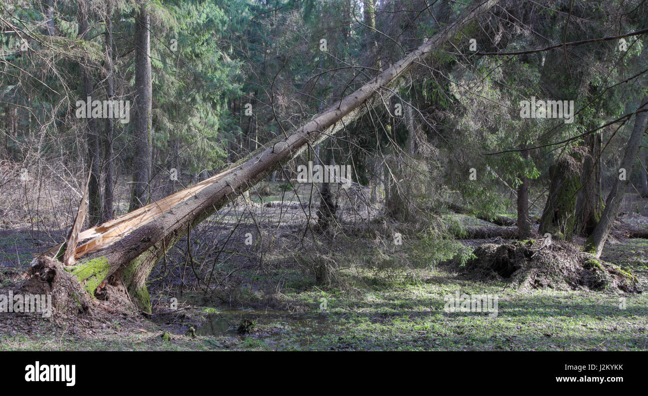 Old alder trees in front of riparian stand in springtime with old alder ...