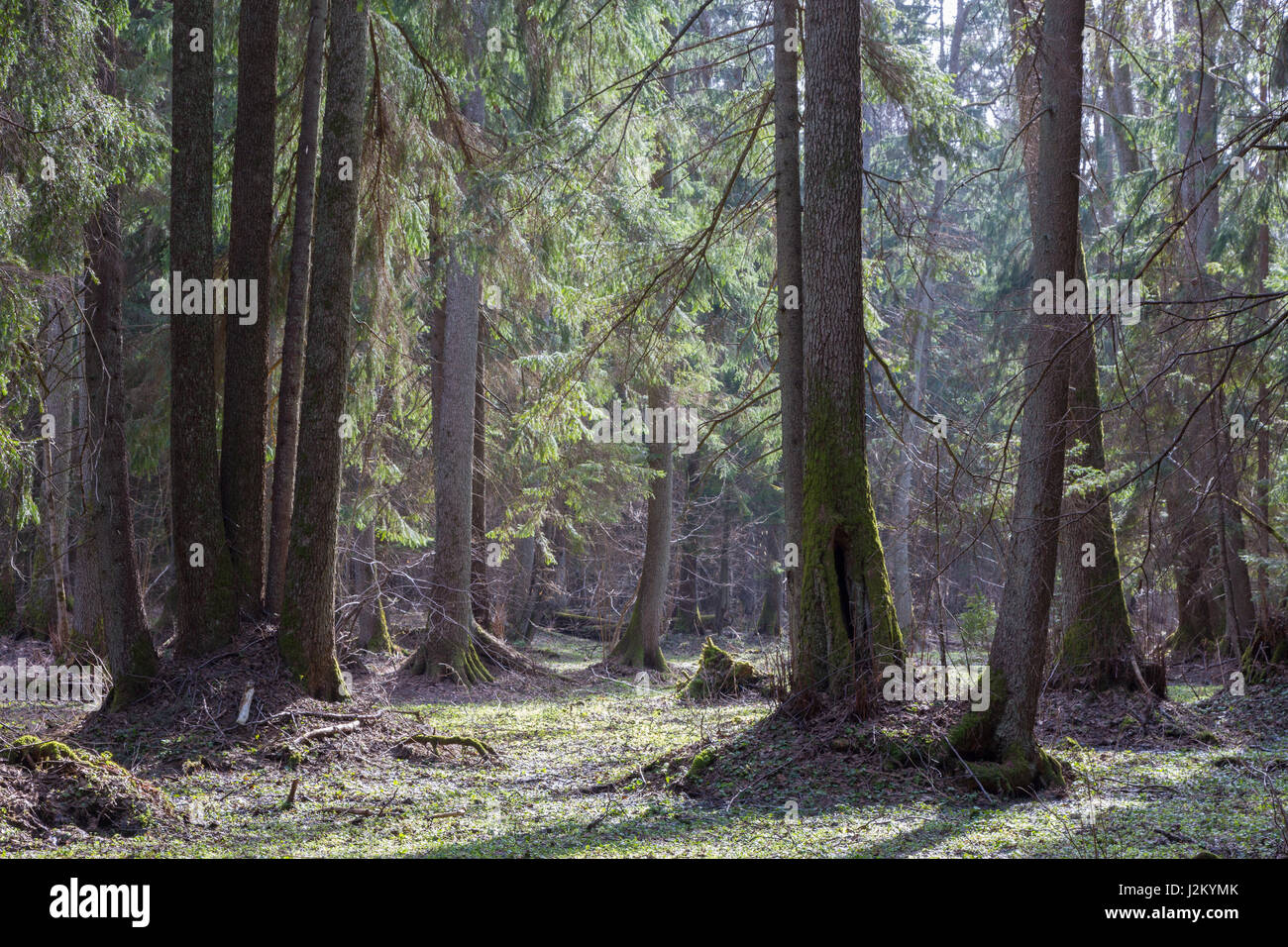 Old alder trees in front of riparian stand in springtime with old alder ...