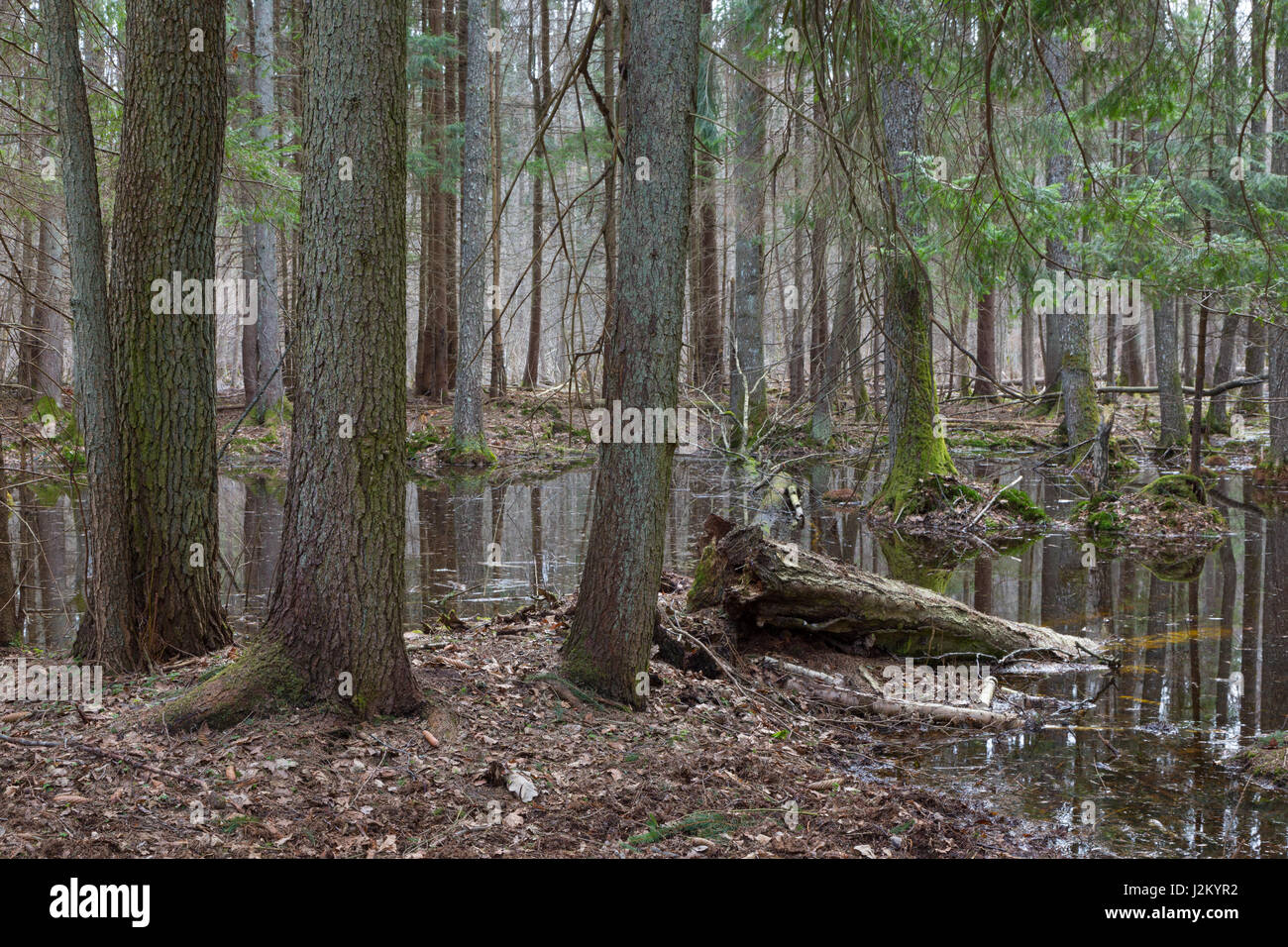 Springtime wet mixed forest with standing water and dead trees partly ...
