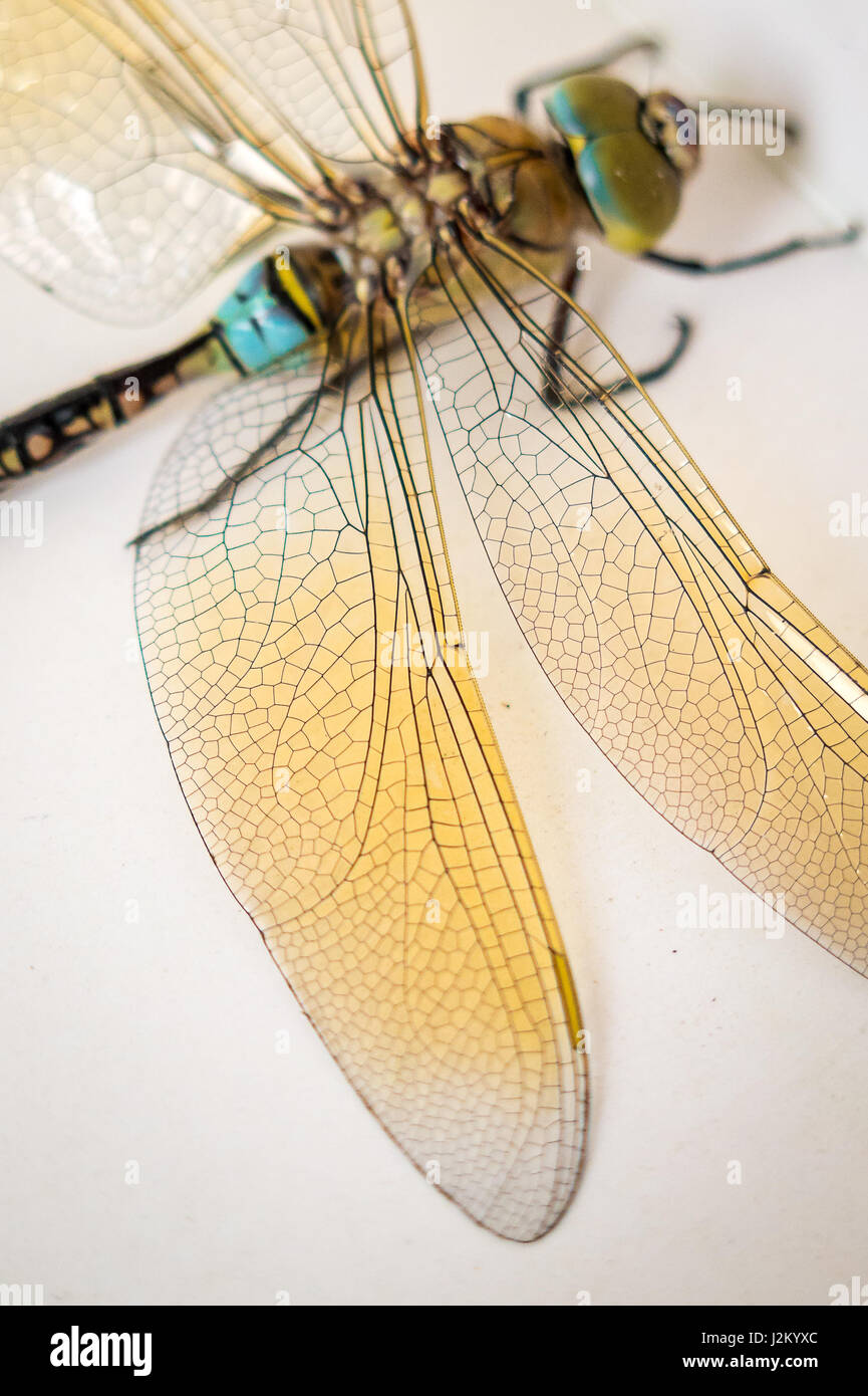 Anisoptera Dragon fly Stock Photo - Alamy