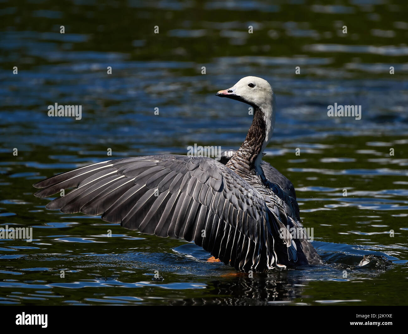Emperor goose with open wings in its natural habitat Stock Photo - Alamy