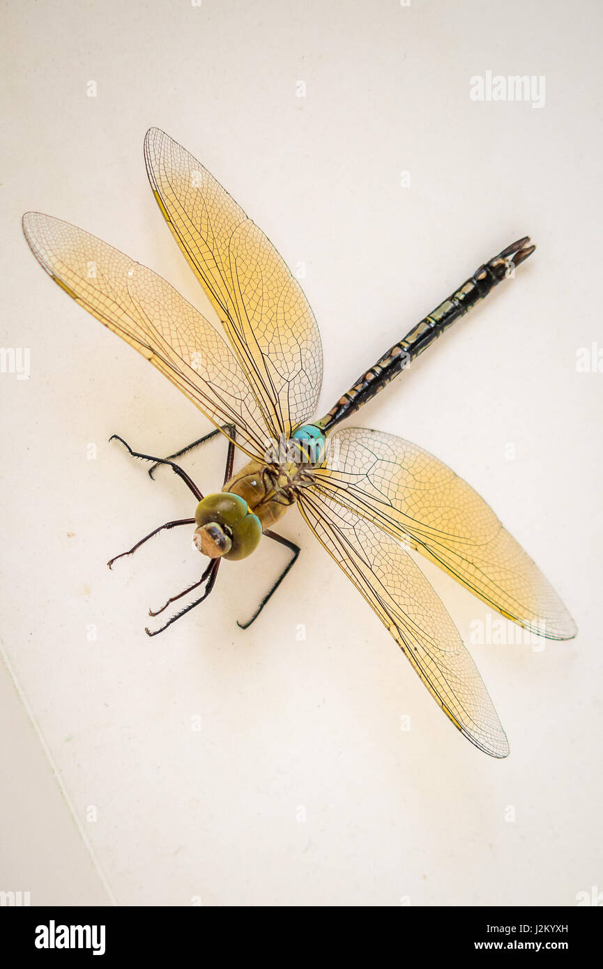 Anisoptera Dragon fly Stock Photo - Alamy