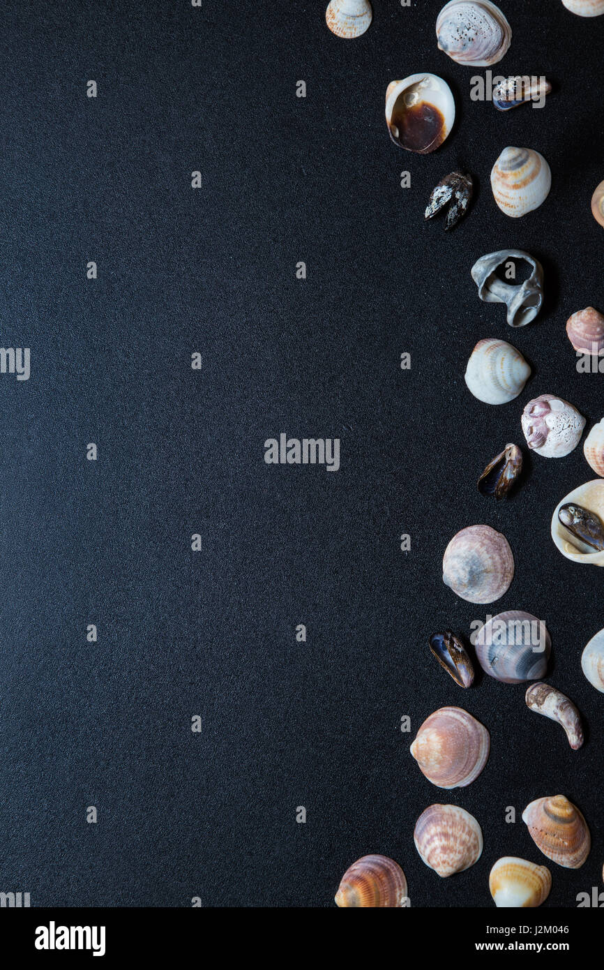 Tiny snail shells hi-res stock photography and images - Alamy