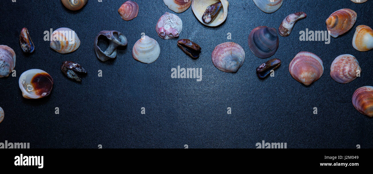 Tiny snail shells hi-res stock photography and images - Alamy