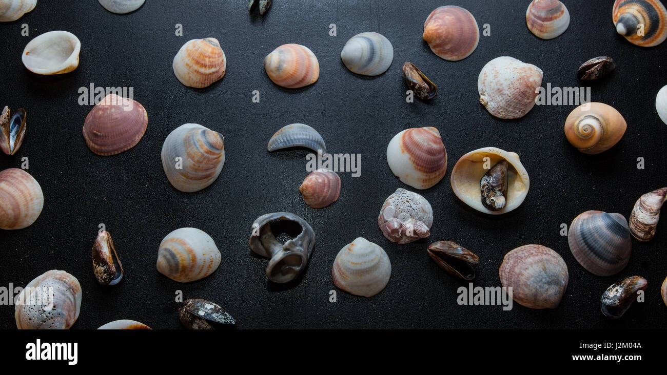 Tiny snail shells hi-res stock photography and images - Alamy