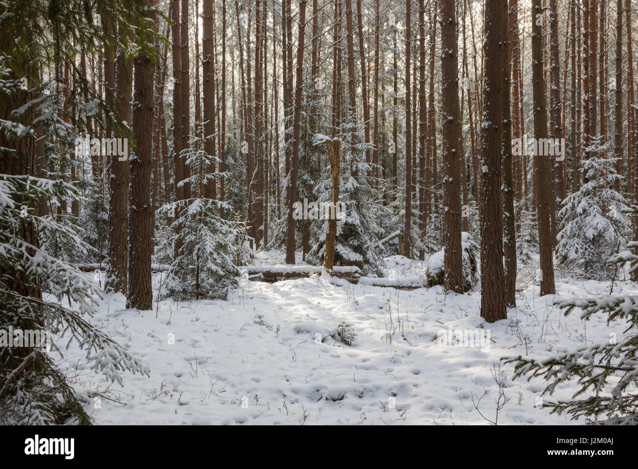 Winter landscape of coniferous forest in sunset light with young pine ...