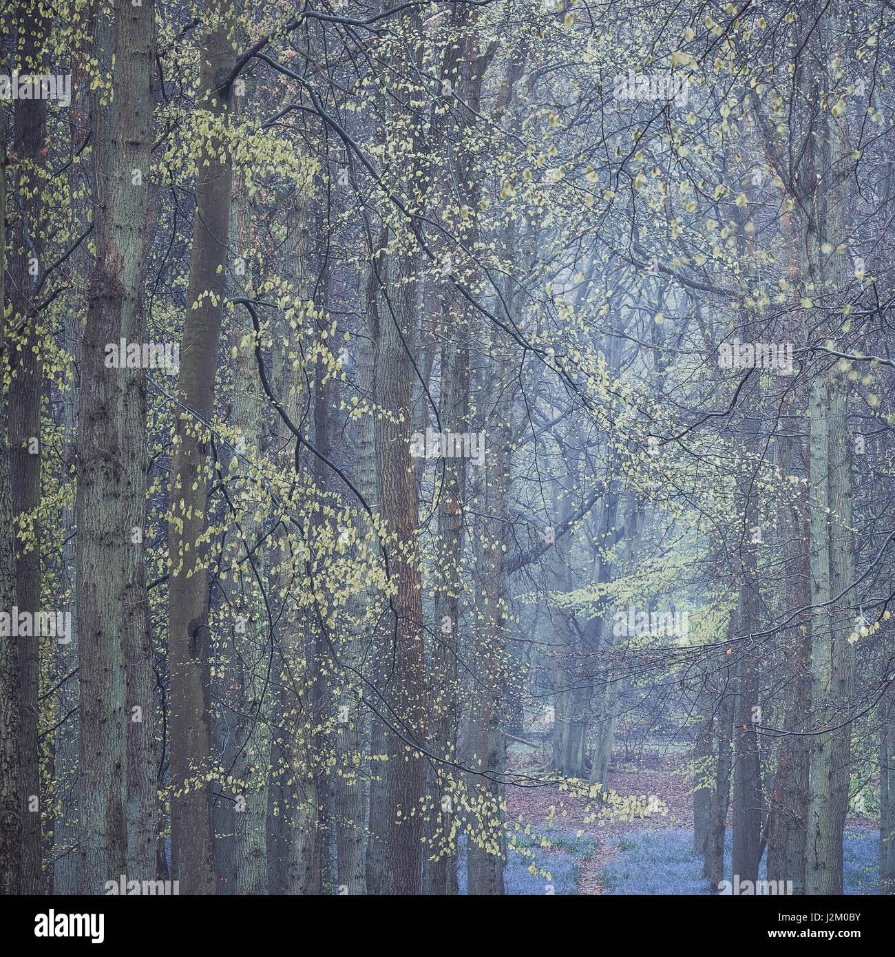 A colour image of Dockey Woods, Hertfordshire taken in spring 2017 ...