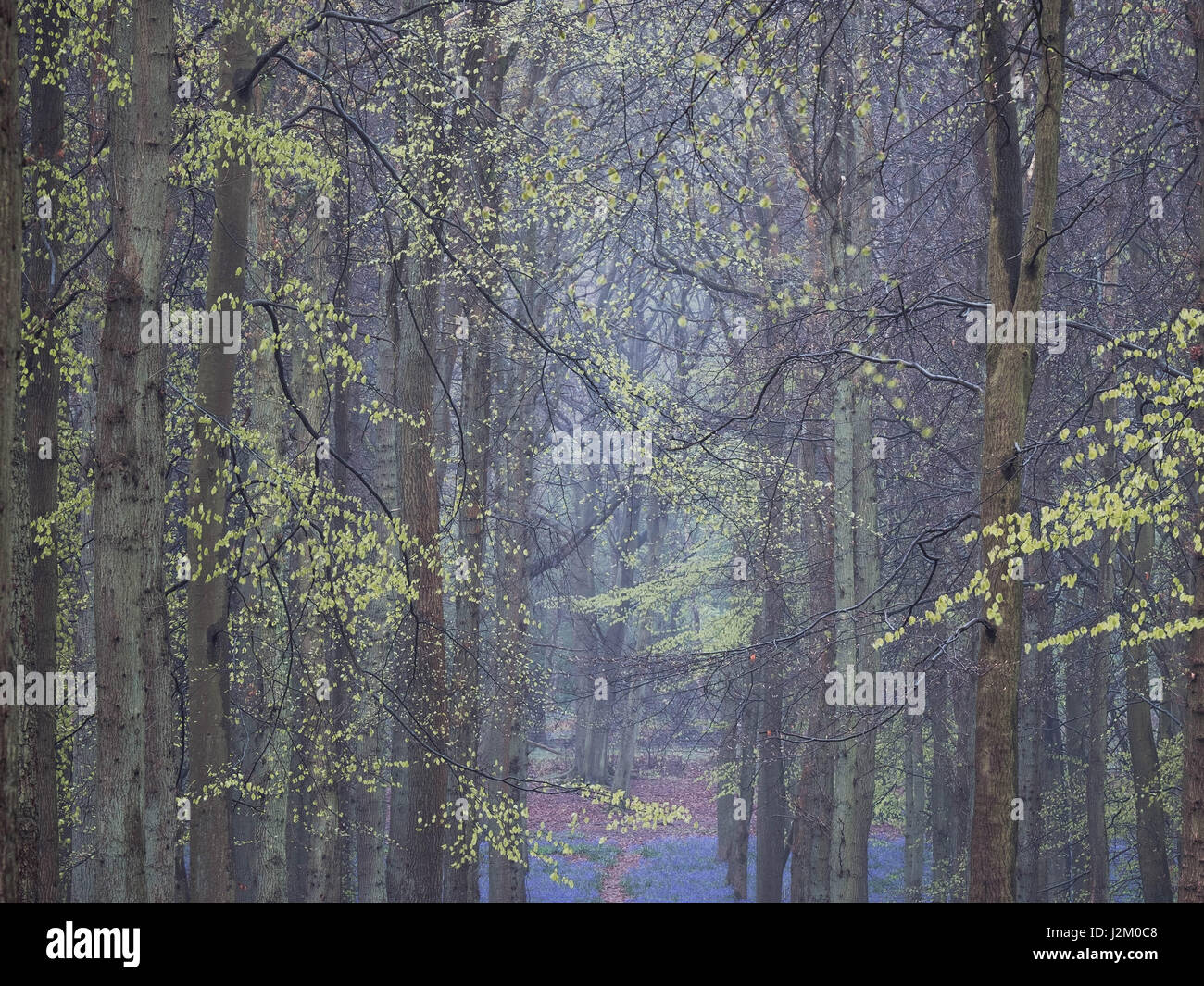 A colour image of Dockey Woods, Hertfordshire taken in spring 2017 ...