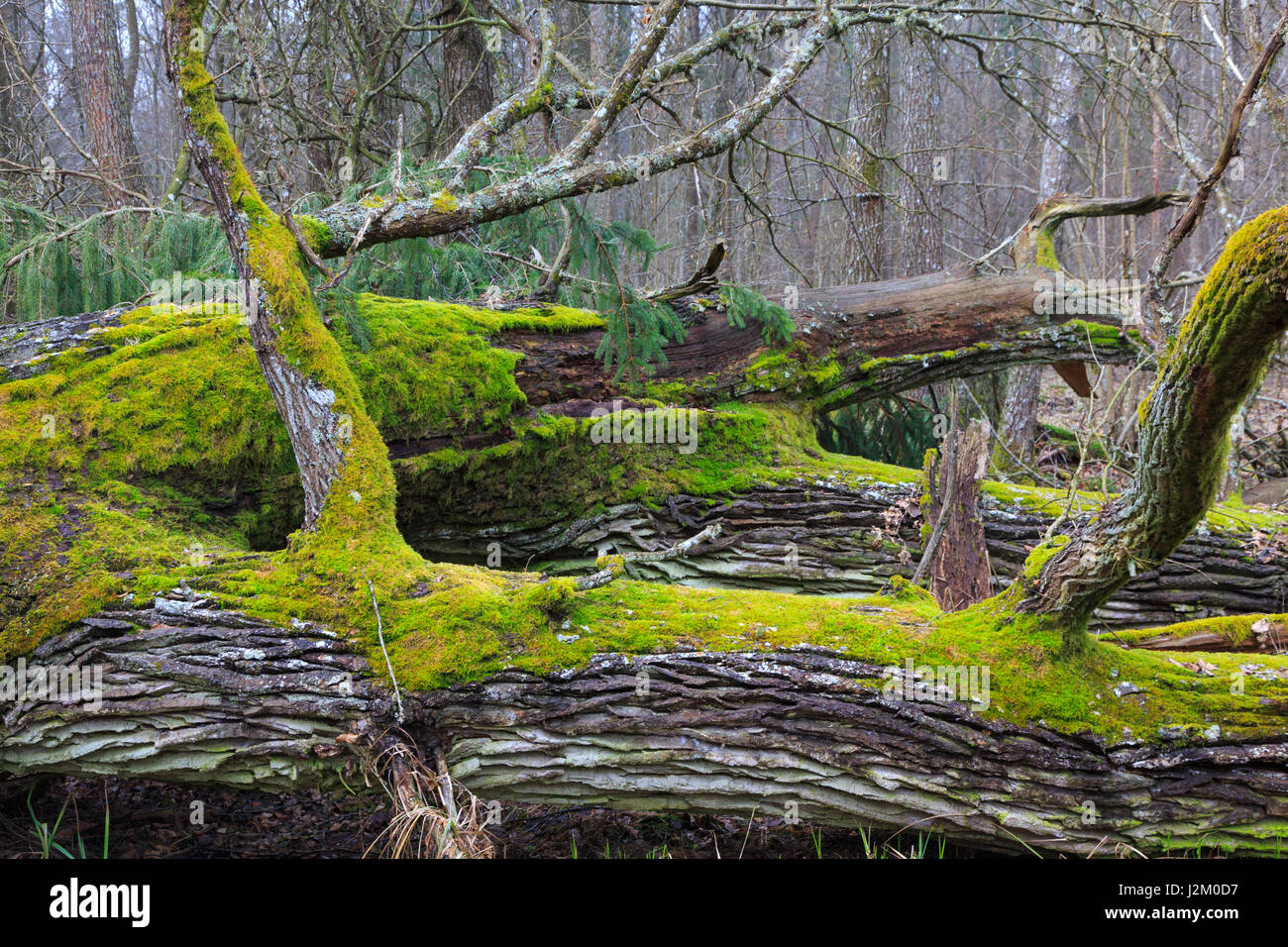 Wind broken old oak trees broken lying inside natural deciduous stand ...