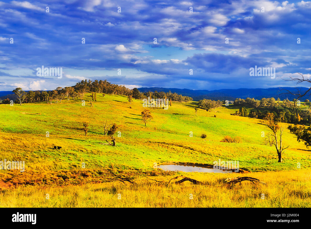 Green grassy pasture of rural agricultural country around cattle diary ...