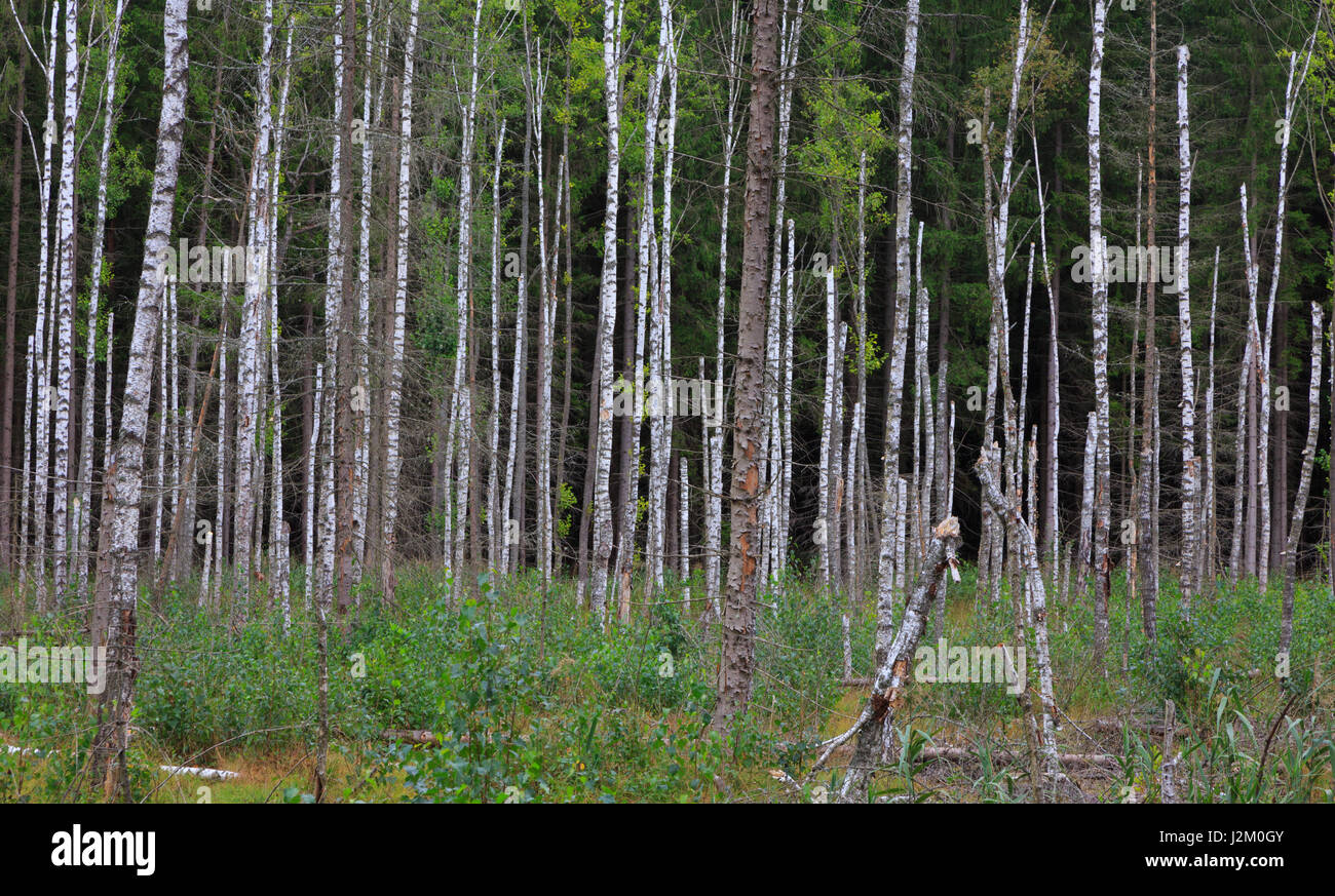Dead Birch Tree High Resolution Stock Photography and Images - Alamy