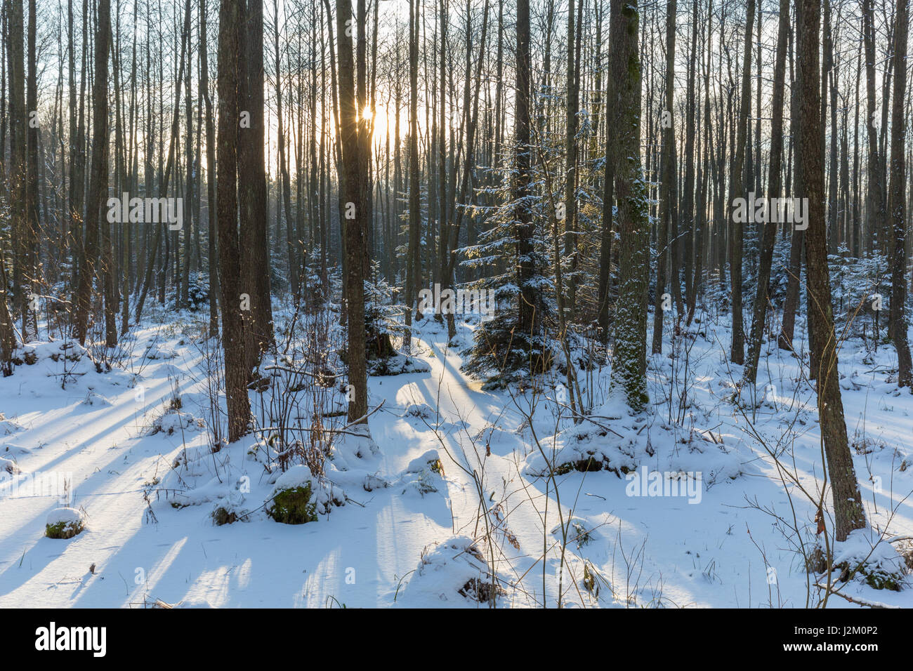 Winter landscape of naturalstand with alder trees and frozen water ...